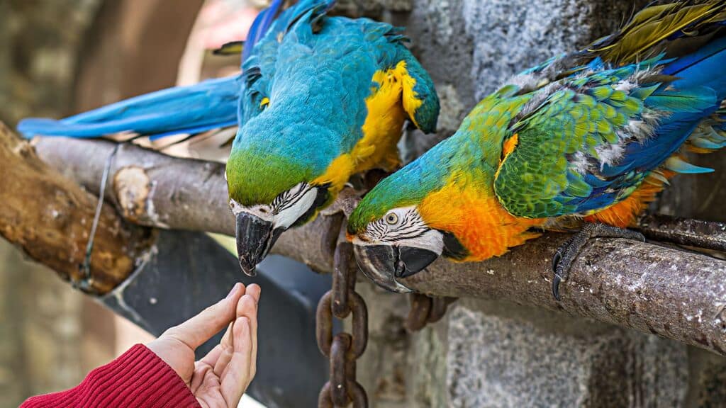Aves que Falam | 17 Espécies de Aves e suas Caraterísticas