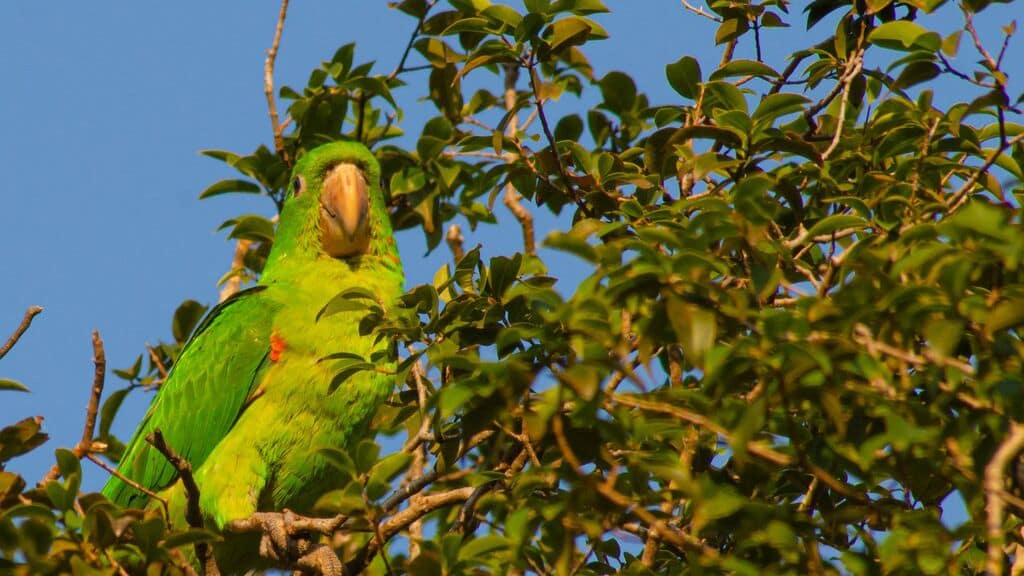 Maritaca | O que Come? Cuidados e Informações Sobre as Aves