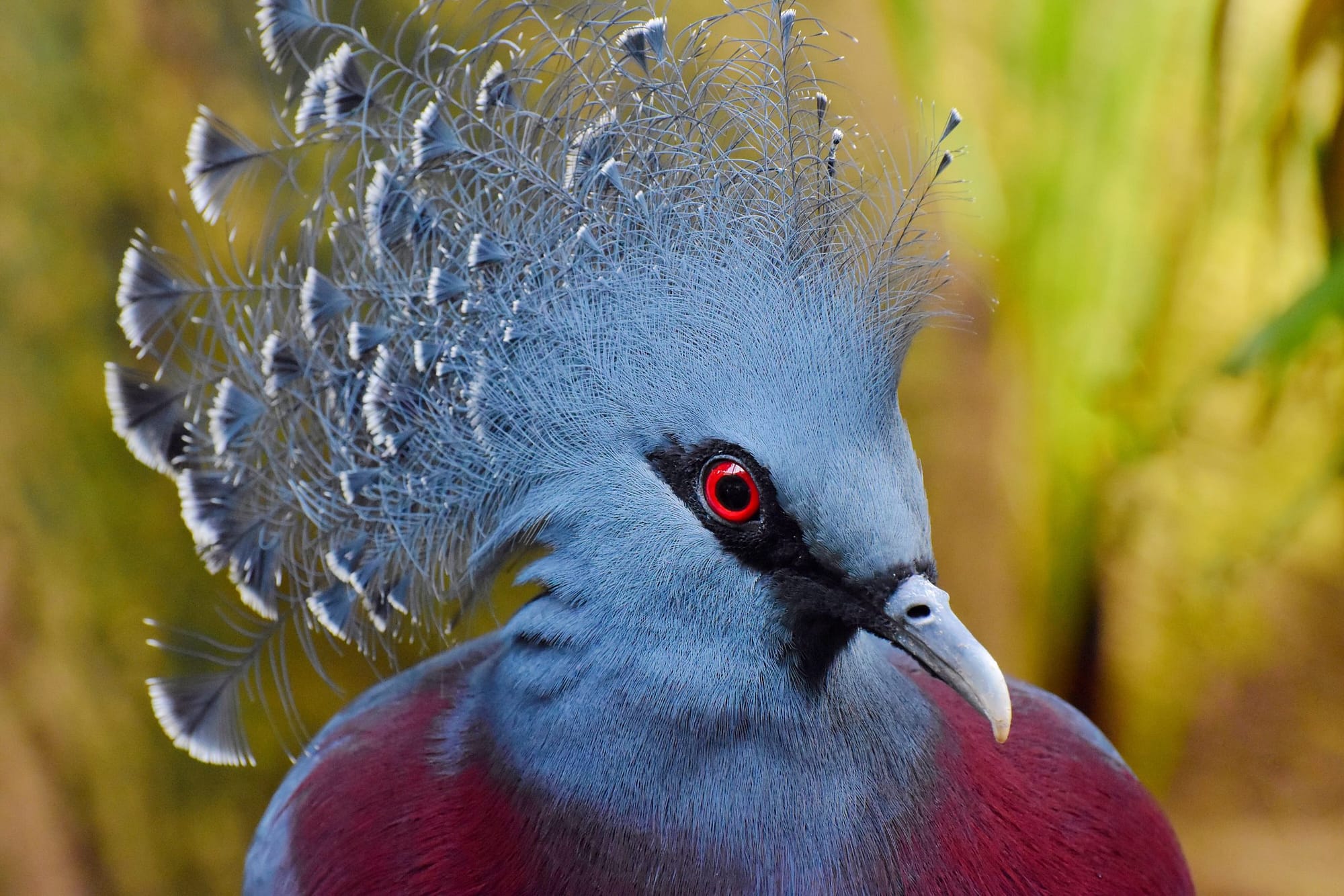 Aves Brasileiras | Confira as 26 Espécies Mais Bonitas do Brasil