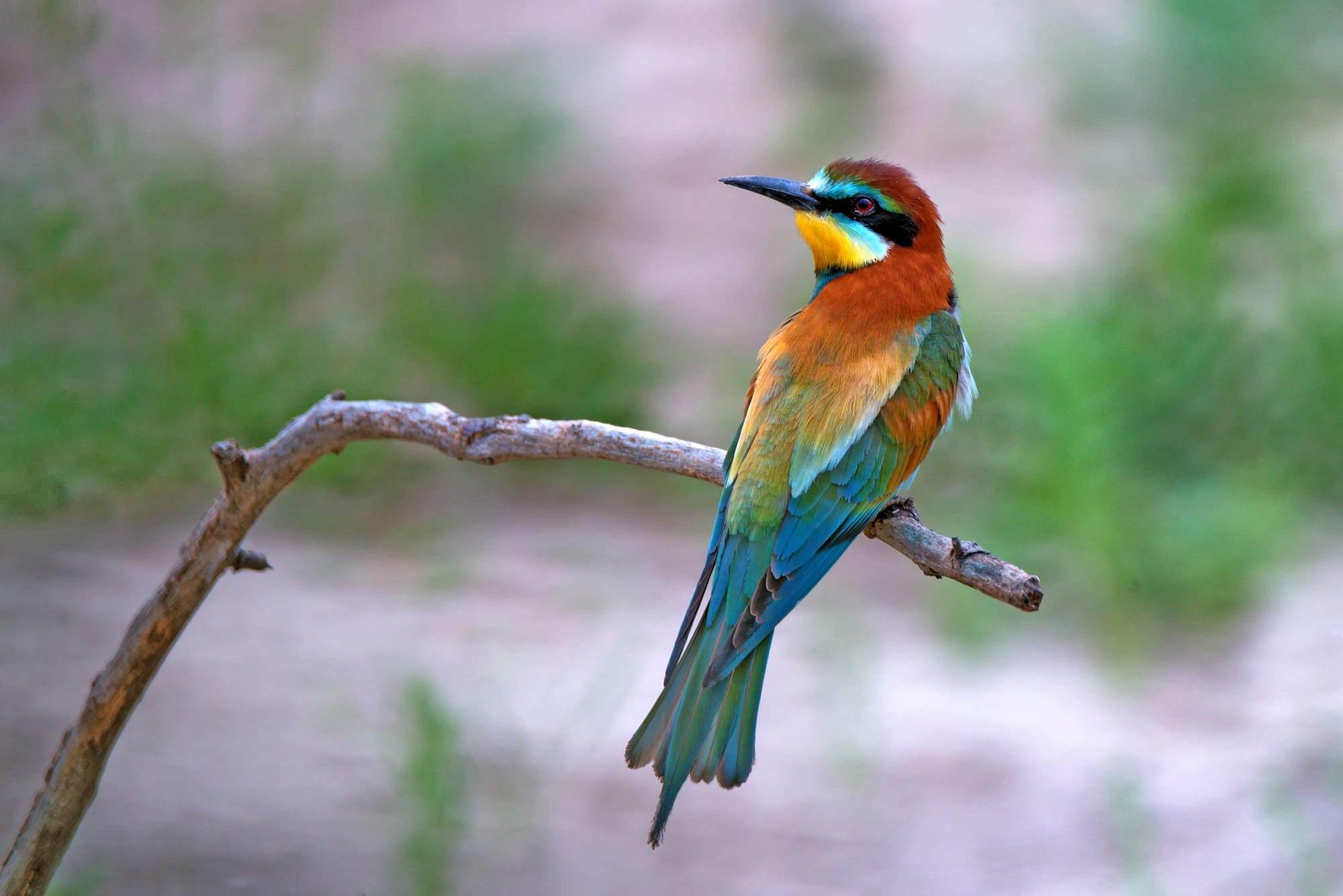 Aves Brasileiras | Confira as 26 Espécies Mais Bonitas do Brasil