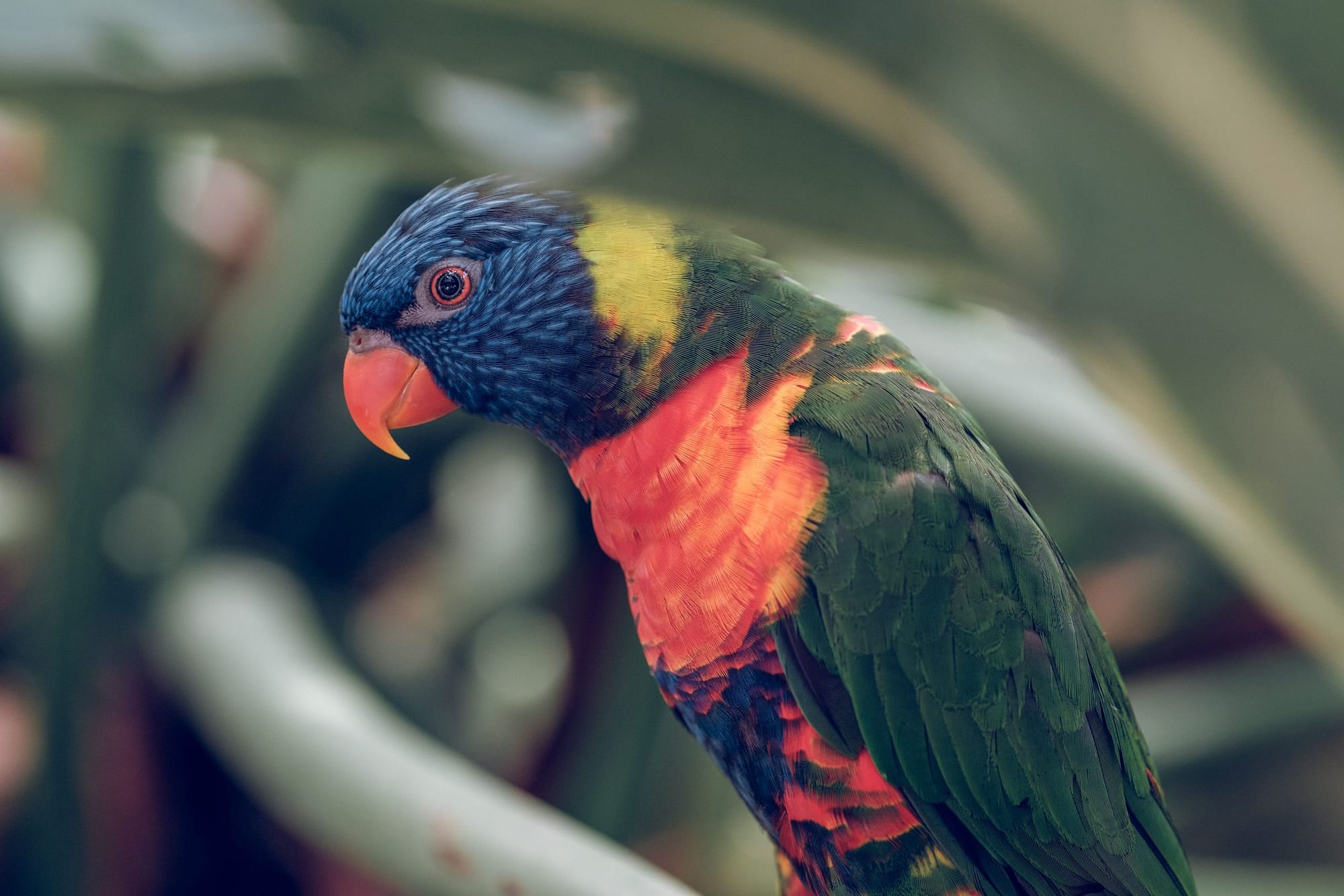 Aves Brasileiras | Confira as 26 Espécies Mais Bonitas do Brasil