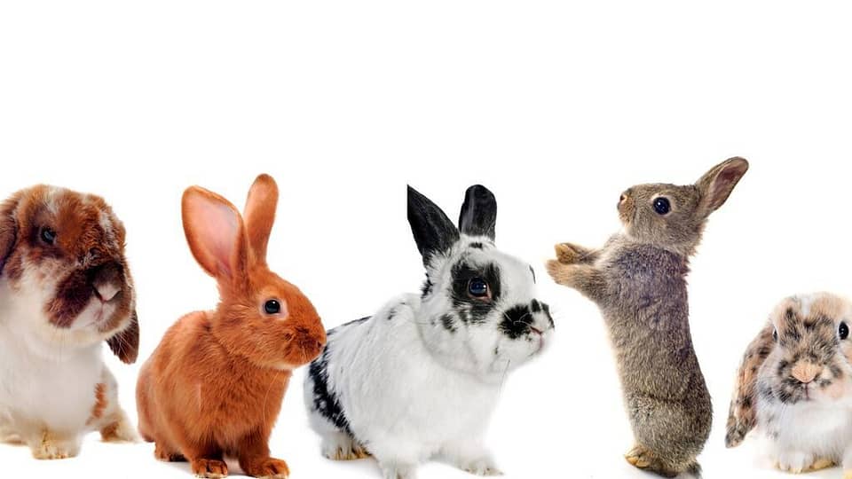 16 Espécies de coelhos domésticos! Descubra as mais populares! 16 Espécies de coelhos domésticos! Descubra as mais populares!