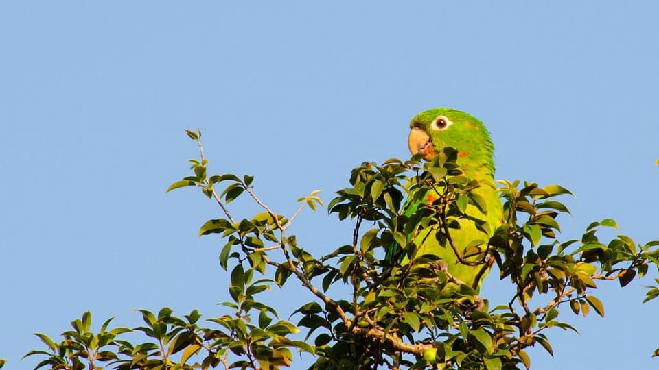 Maritaca | O que Come? Cuidados e Informações Sobre as Aves