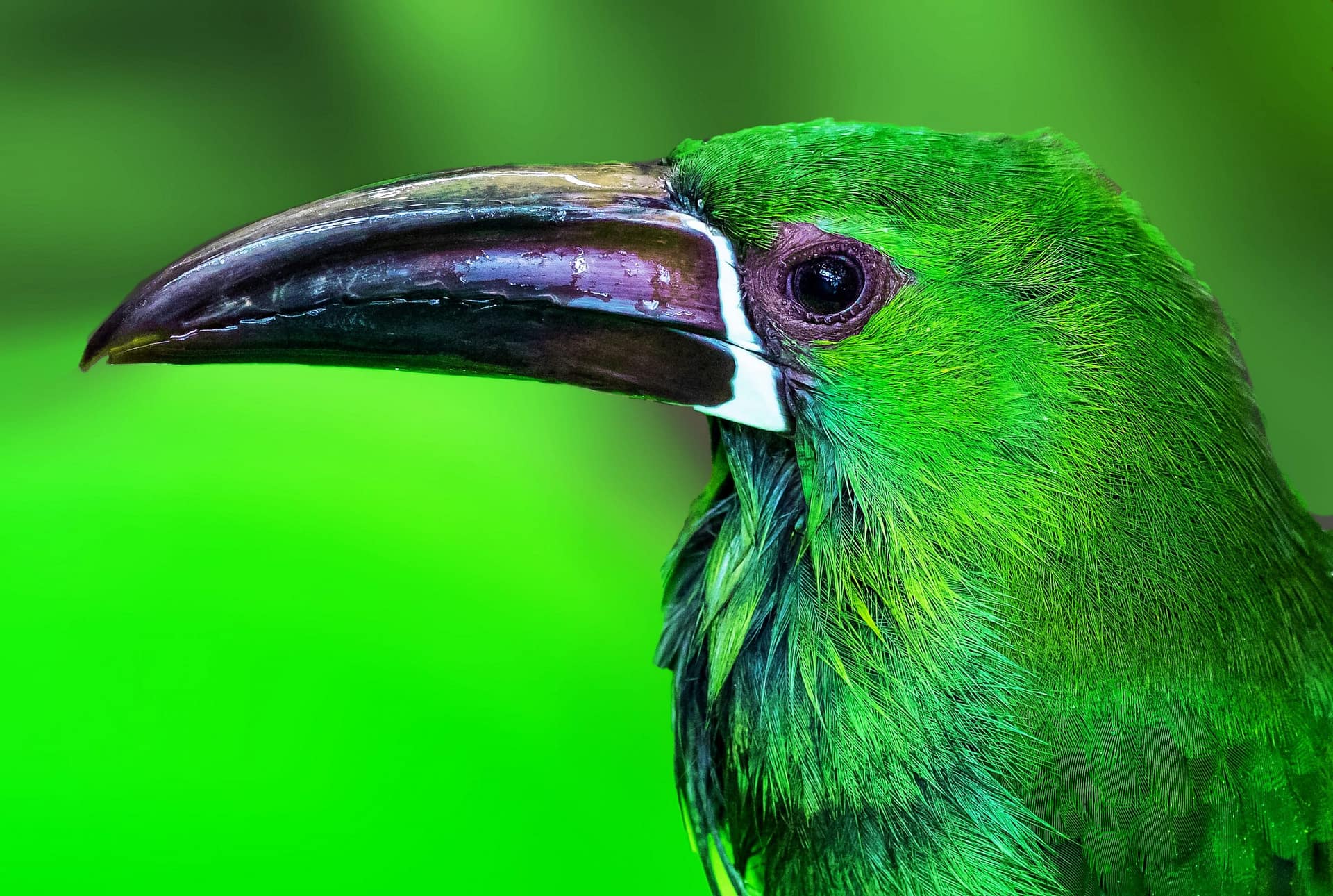 Aves Brasileiras | Confira as 26 Espécies Mais Bonitas do Brasil