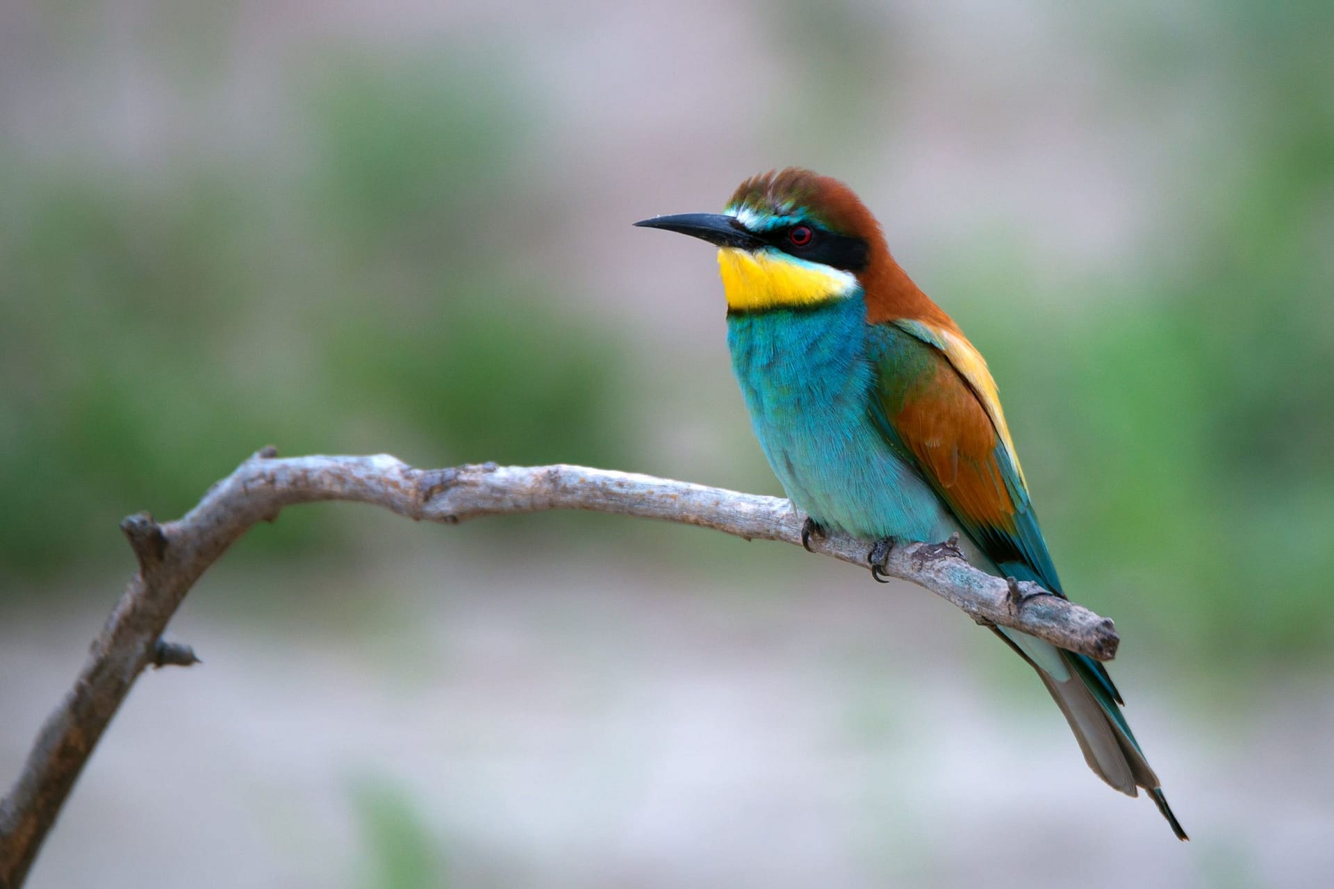 Aves Brasileiras | Confira as 26 Espécies Mais Bonitas do Brasil