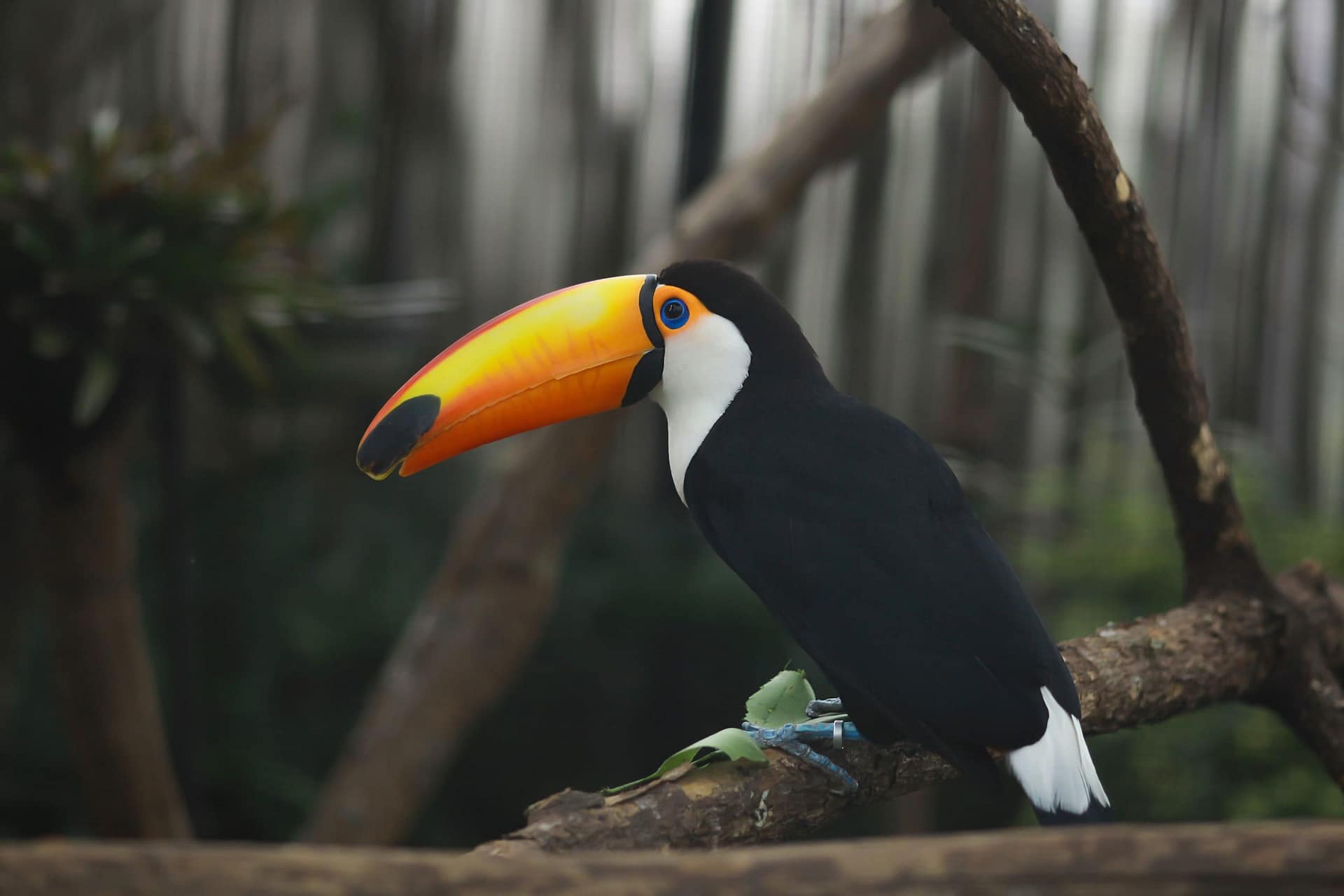 Aves Brasileiras | Confira as 26 Espécies Mais Bonitas do Brasil