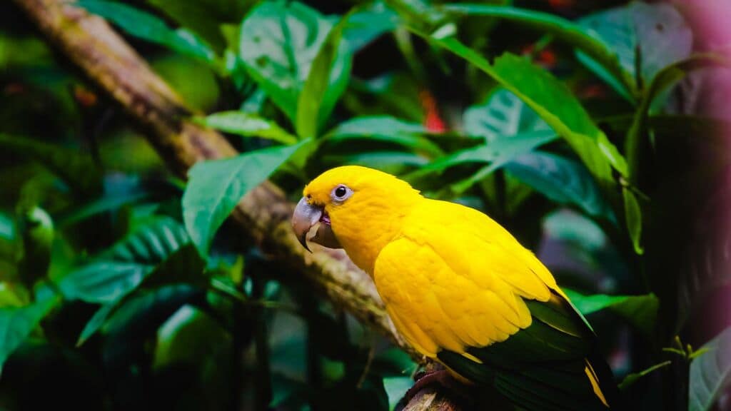 Aves que Falam | 17 Espécies de Aves e suas Caraterísticas