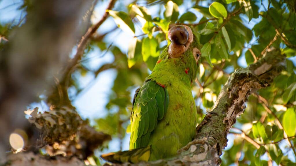 Maritaca | O que Come? Cuidados e Informações Sobre as Aves